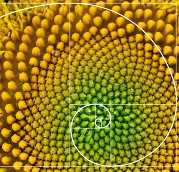 Golden Ratio | Cards, the Universe and Everything Wiki | Fandom