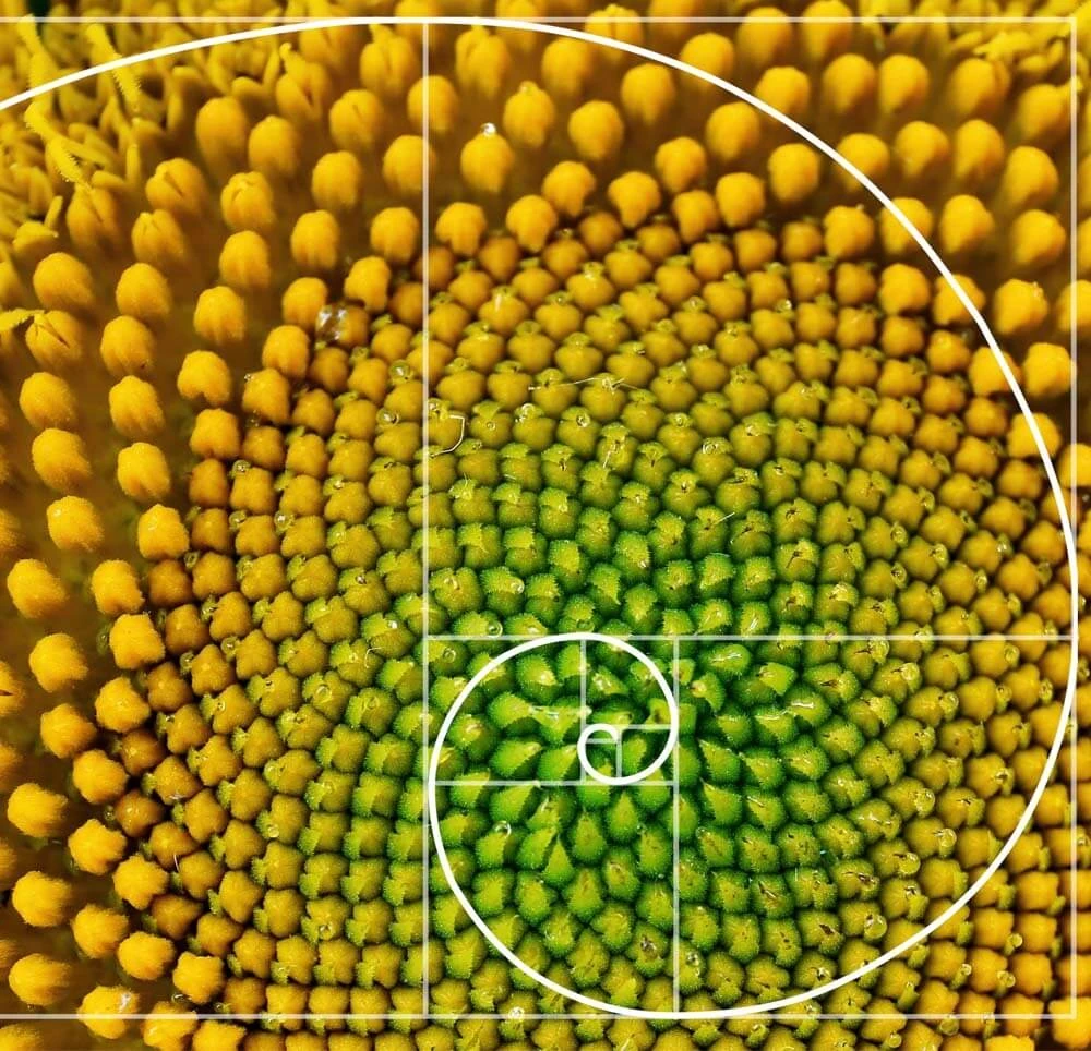 Golden Ratio | Cards, the Universe and Everything Wiki | Fandom