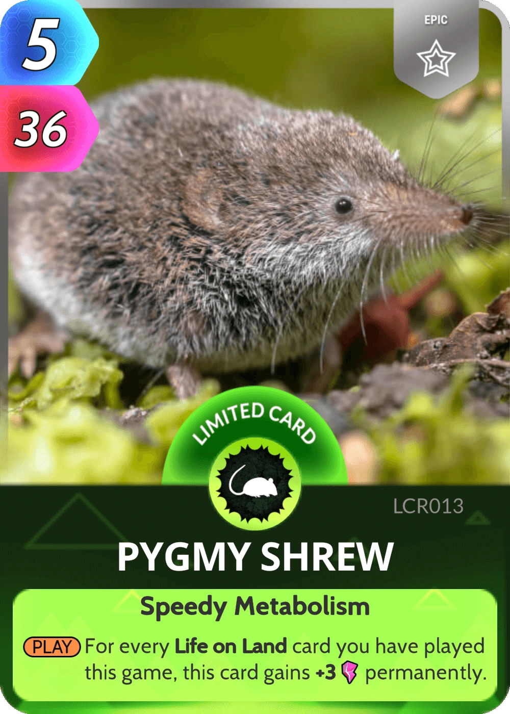 Pygmy Shrew | Cards, the Universe and Everything Wiki | Fandom