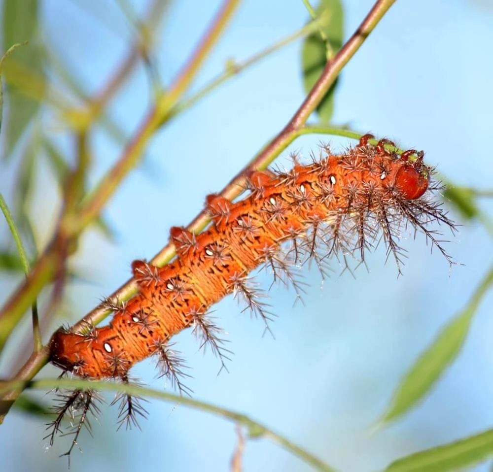 Assassin Caterpillar | Cards, the Universe and Everything Wiki | Fandom