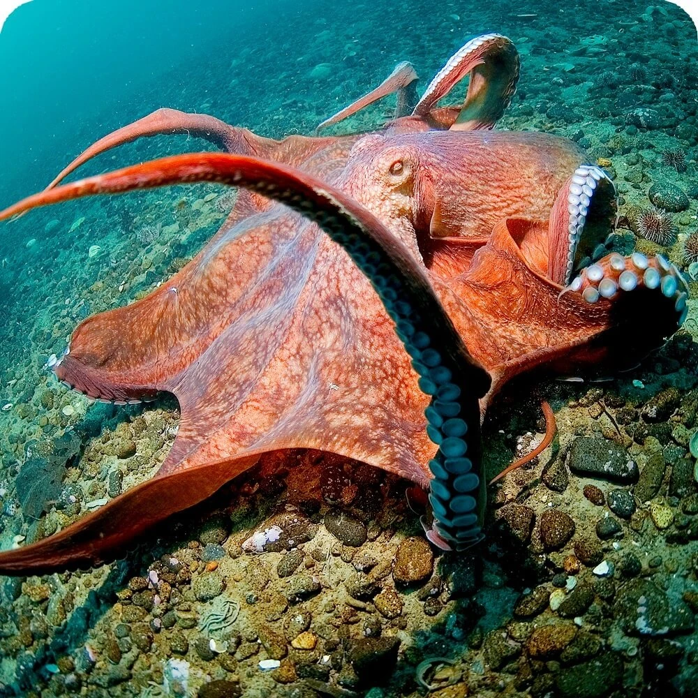 Giant Pacific Octopus | Cards, the Universe and Everything Wiki | Fandom
