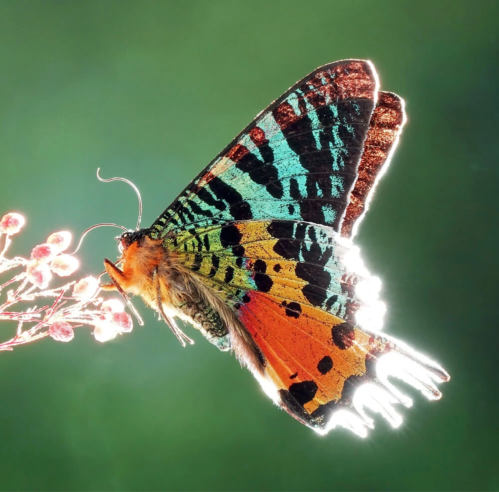 Madagascan Sunset Moth | Cards, the Universe and Everything Wiki | Fandom