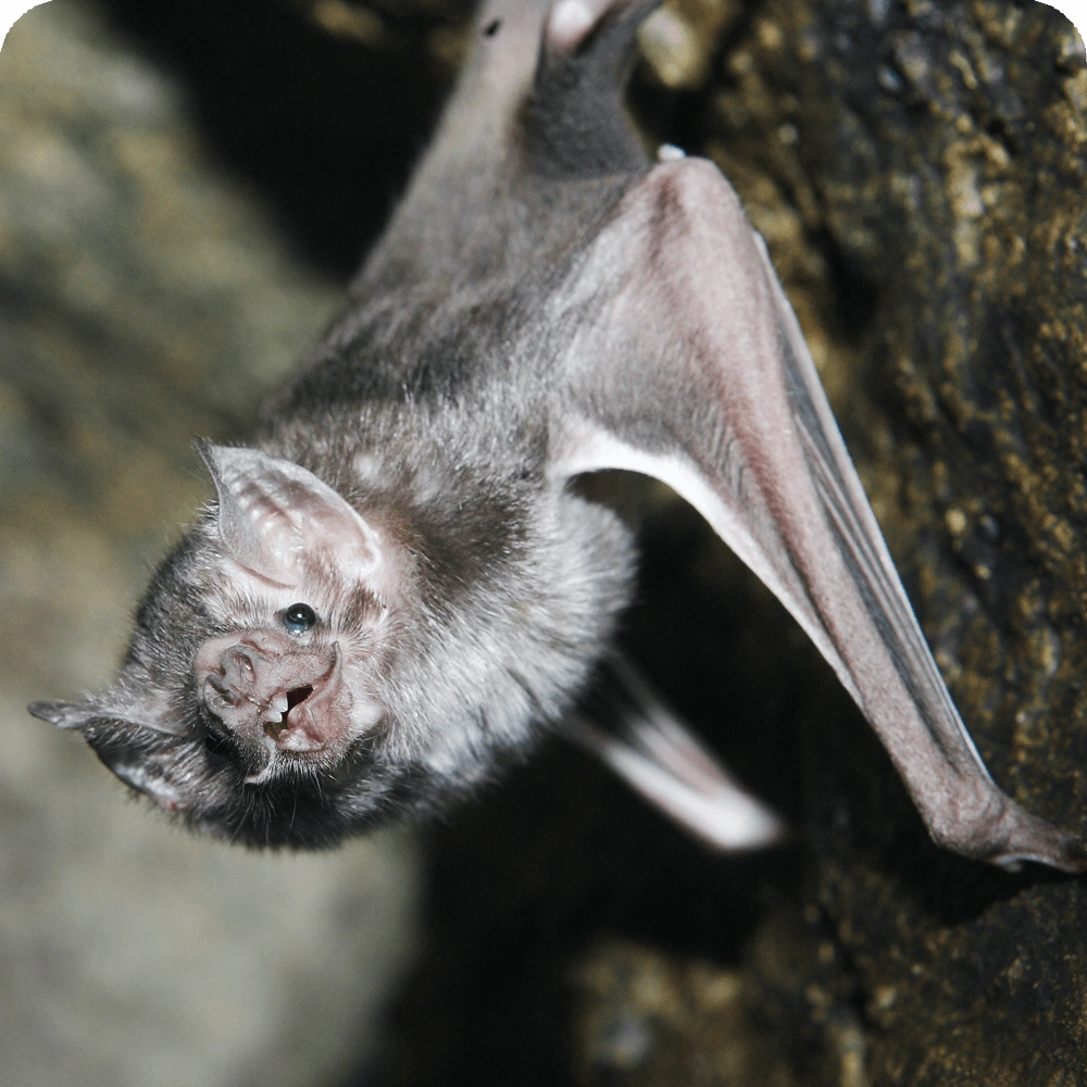 Vampire Bat | Cards, the Universe and Everything Wiki | Fandom