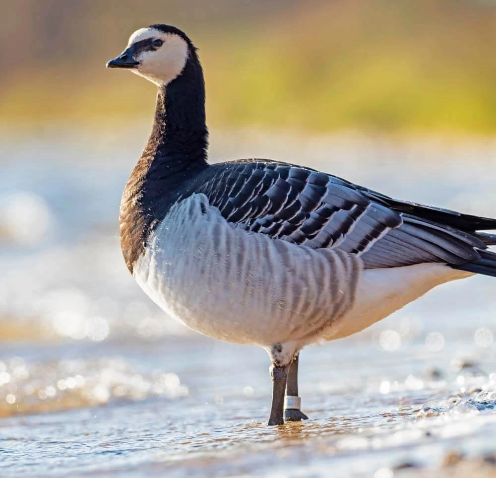 Barnacle Goose | Cards, the Universe and Everything Wiki | Fandom