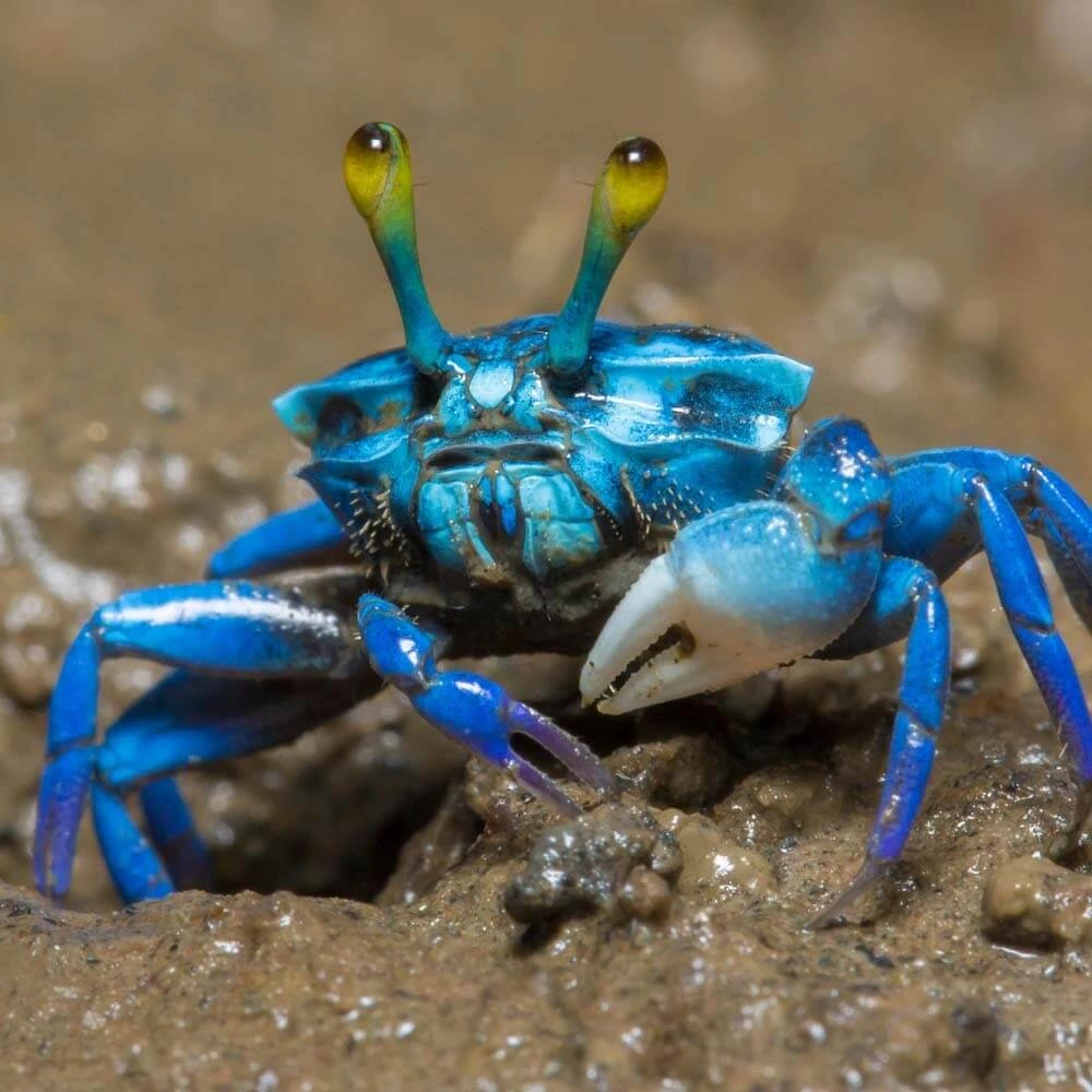 Fiddler Crab | Cards, the Universe and Everything Wiki | Fandom