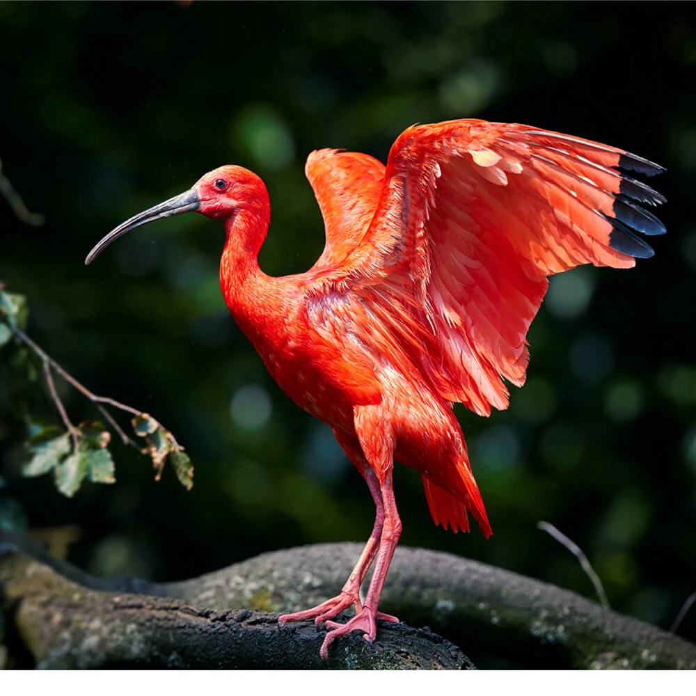 Scarlet Ibis | Cards, the Universe and Everything Wiki | Fandom
