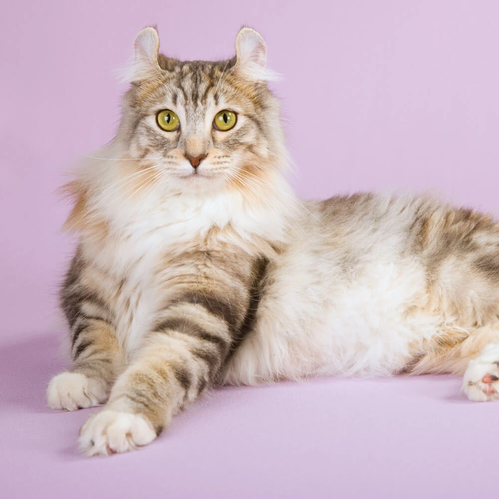 American Curl | Cards, the Universe and Everything Wiki | Fandom