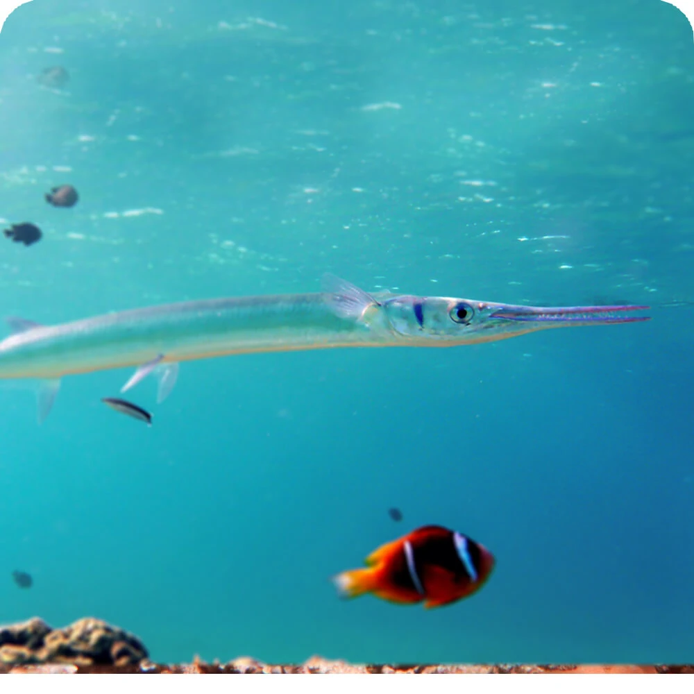 Needlefish | Cards, the Universe and Everything Wiki | Fandom