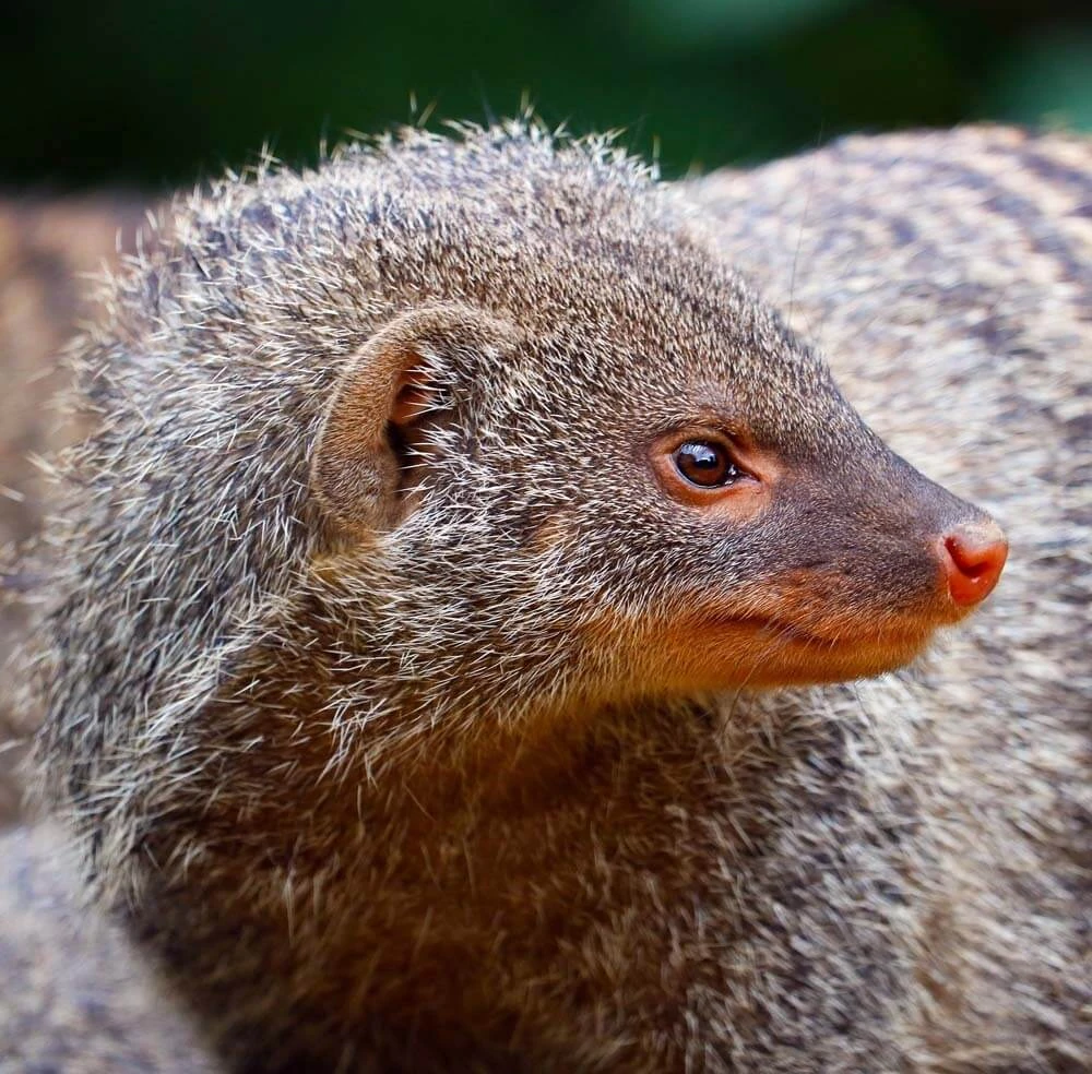 Banded Mongoose | Cards, the Universe and Everything Wiki | Fandom
