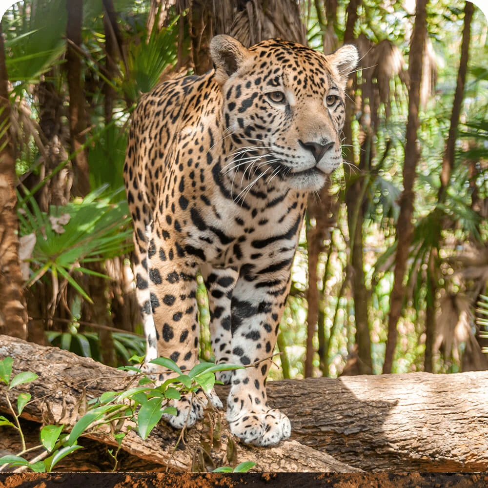 Jaguar | Cards, the Universe and Everything Wiki | Fandom