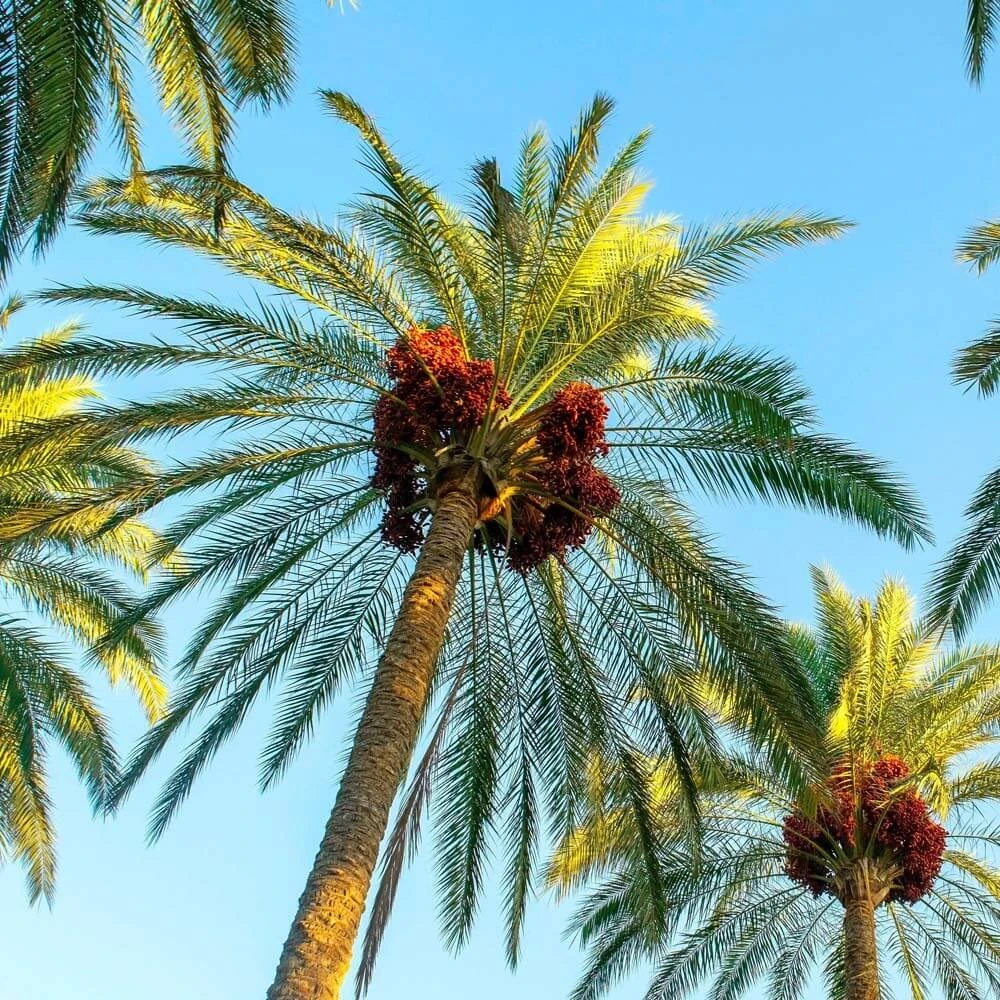 Date Palm | Cards, the Universe and Everything Wiki | Fandom