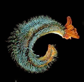 Pompeii Worm | Cards, the Universe and Everything Wiki | Fandom