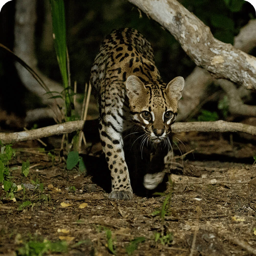 Ocelot | Cards, the Universe and Everything Wiki | Fandom