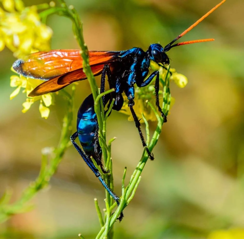 Tarantula Hawk | Cards, the Universe and Everything Wiki | Fandom
