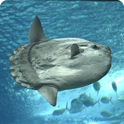 Sun Fish | Cards, the Universe and Everything Wiki | Fandom