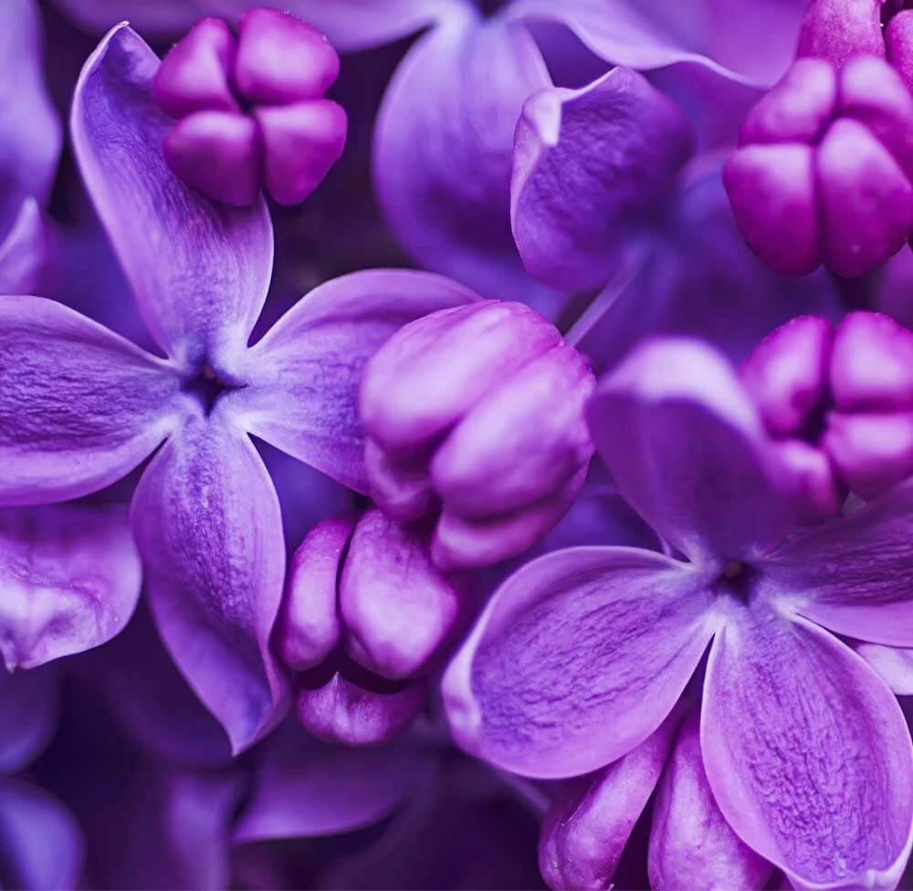 Electric Violet | Cards, the Universe and Everything Wiki | Fandom