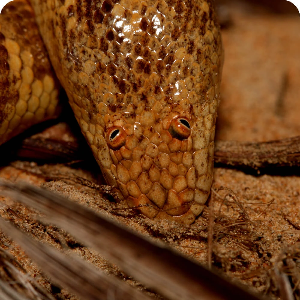Arabian Sand Boa | Cards, the Universe and Everything Wiki | Fandom