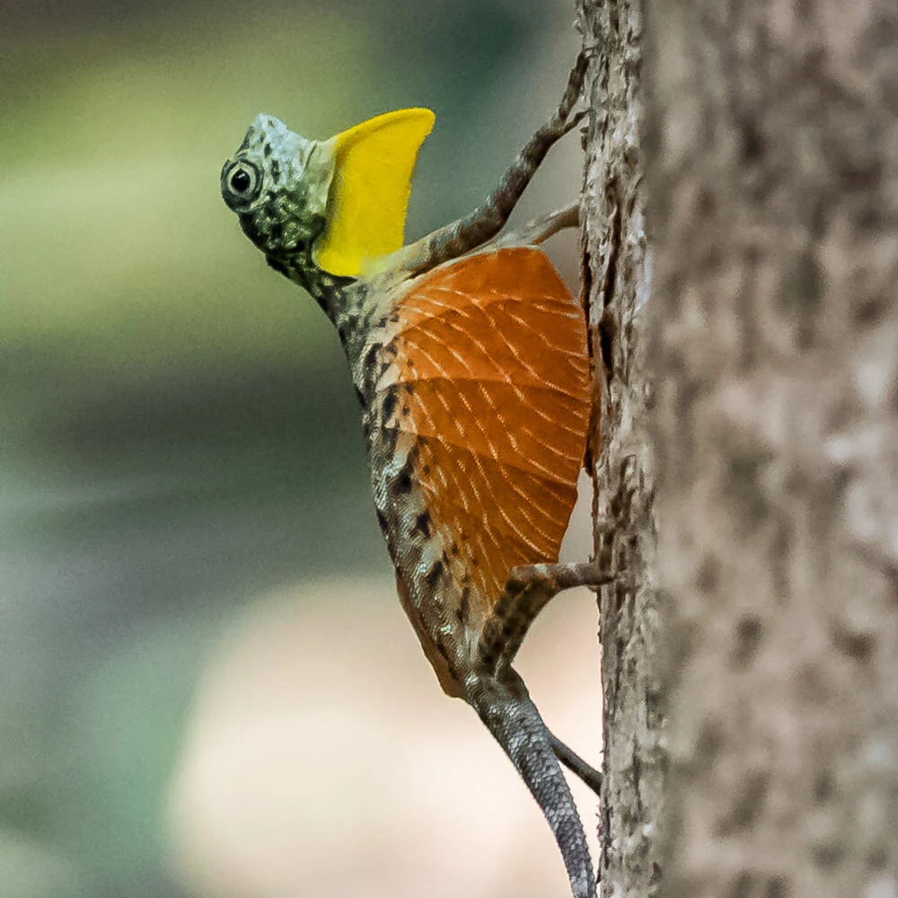 Draco Volans | Cards, the Universe and Everything Wiki | Fandom