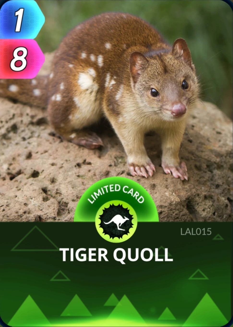 Tiger Quoll | Cards, the Universe and Everything Wiki | Fandom