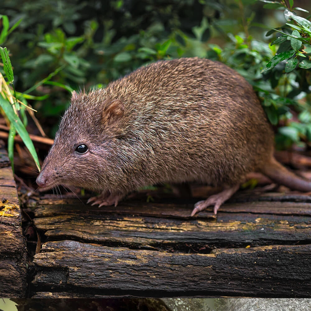 Potoroo | Cards, the Universe and Everything Wiki | Fandom