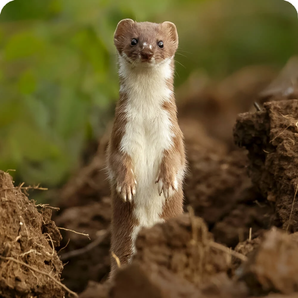 Least Weasel | Cards, the Universe and Everything Wiki | Fandom