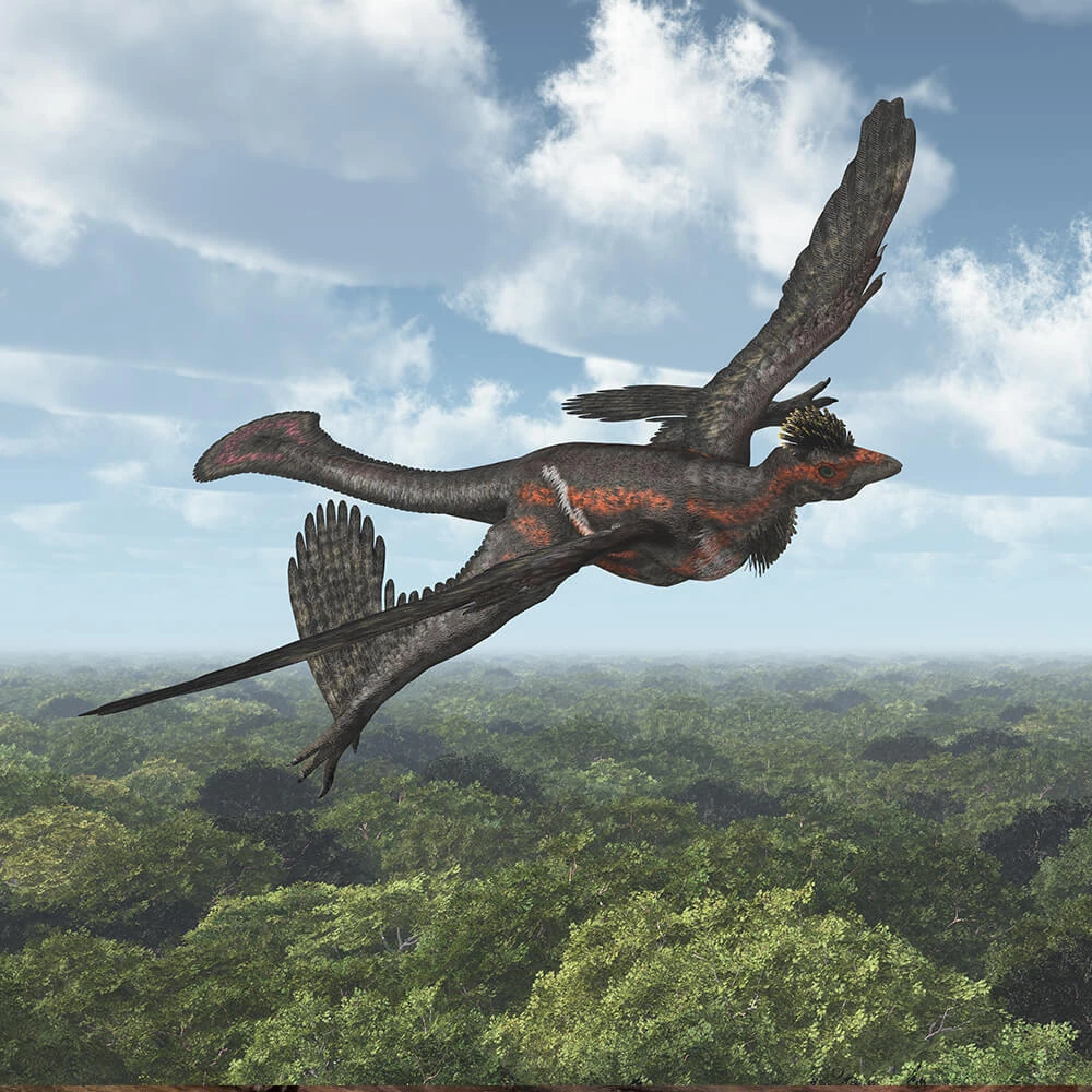 Microraptor | Cards, the Universe and Everything Wiki | Fandom