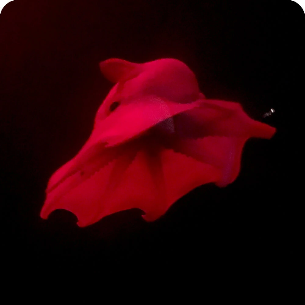 Flapjack Octopus | Cards, the Universe and Everything Wiki | Fandom