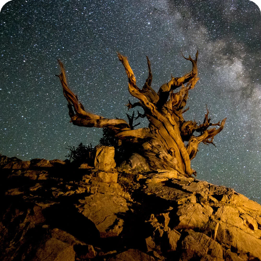 Methuselah | Cards, the Universe and Everything Wiki | Fandom