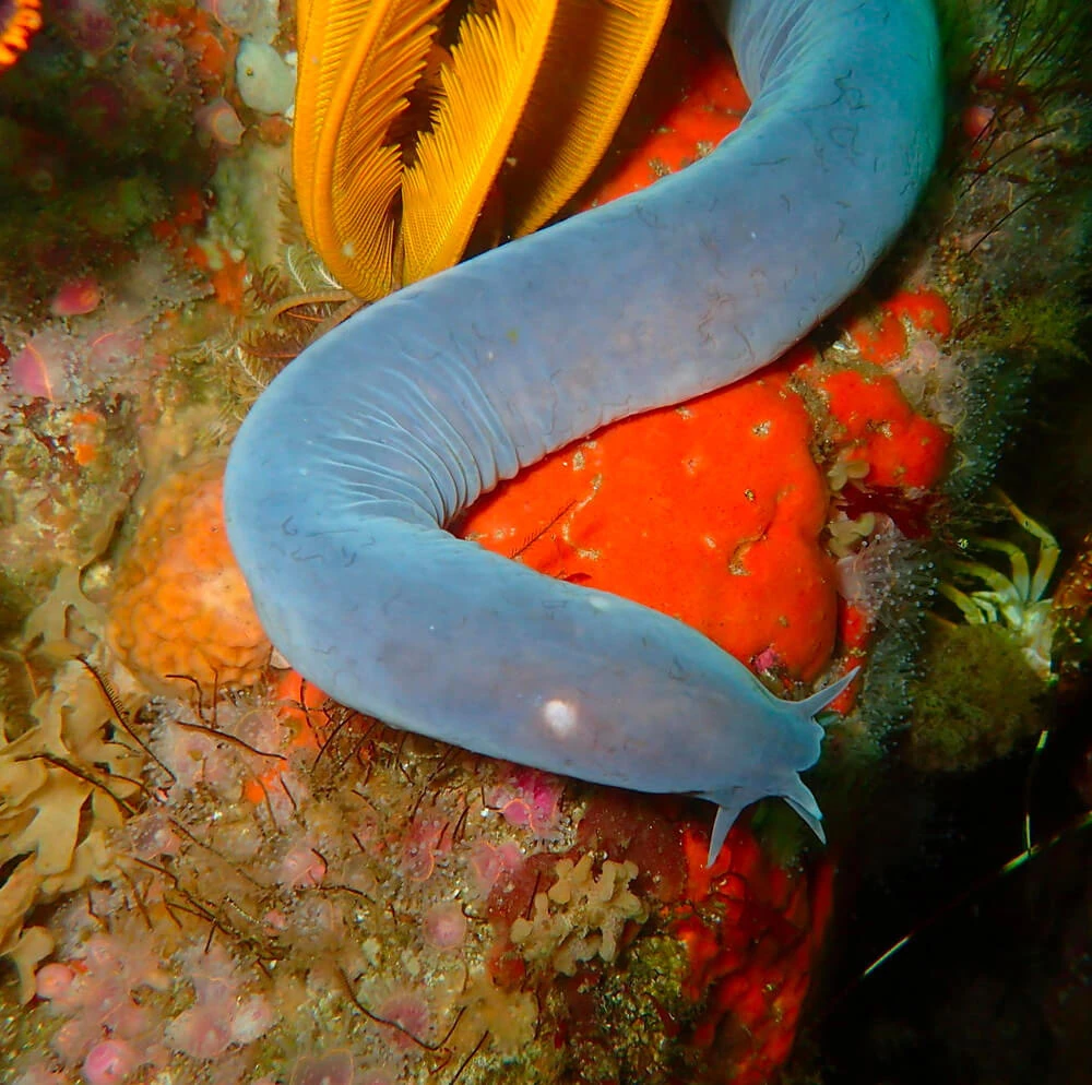 Hagfish | Cards, the Universe and Everything Wiki | Fandom