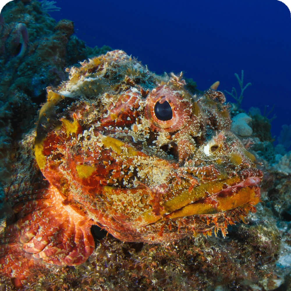 Stonefish | Cards, the Universe and Everything Wiki | Fandom