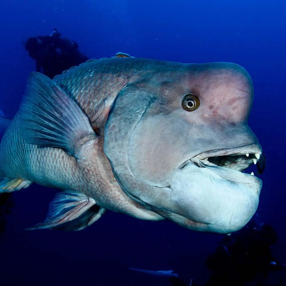 Asian Sheepshead Wrasse | Cards, the Universe and Everything Wiki | Fandom