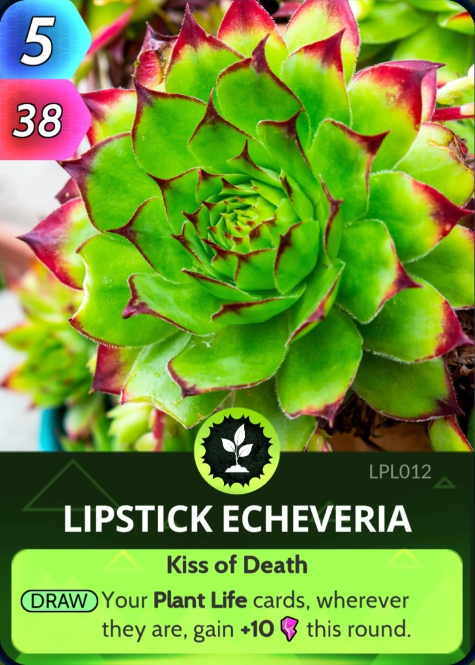 Lipstick Echeveria | Cards, the Universe and Everything Wiki | Fandom