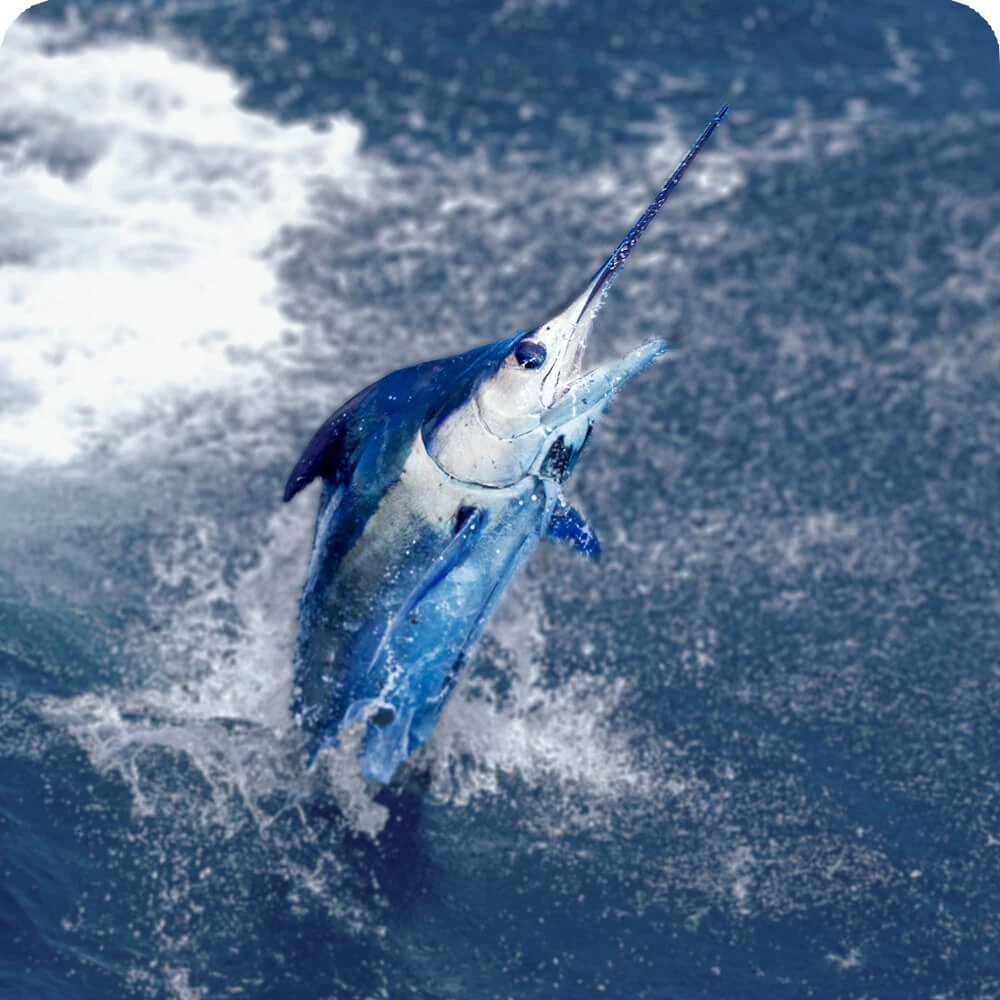 Blue Marlin | Cards, the Universe and Everything Wiki | Fandom