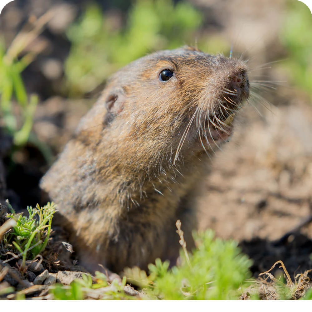 Botta's Pocket Gopher | Cards, the Universe and Everything Wiki | Fandom