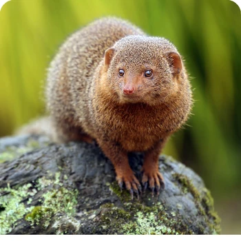 Dwarf Mongoose | Cards, the Universe and Everything Wiki | Fandom