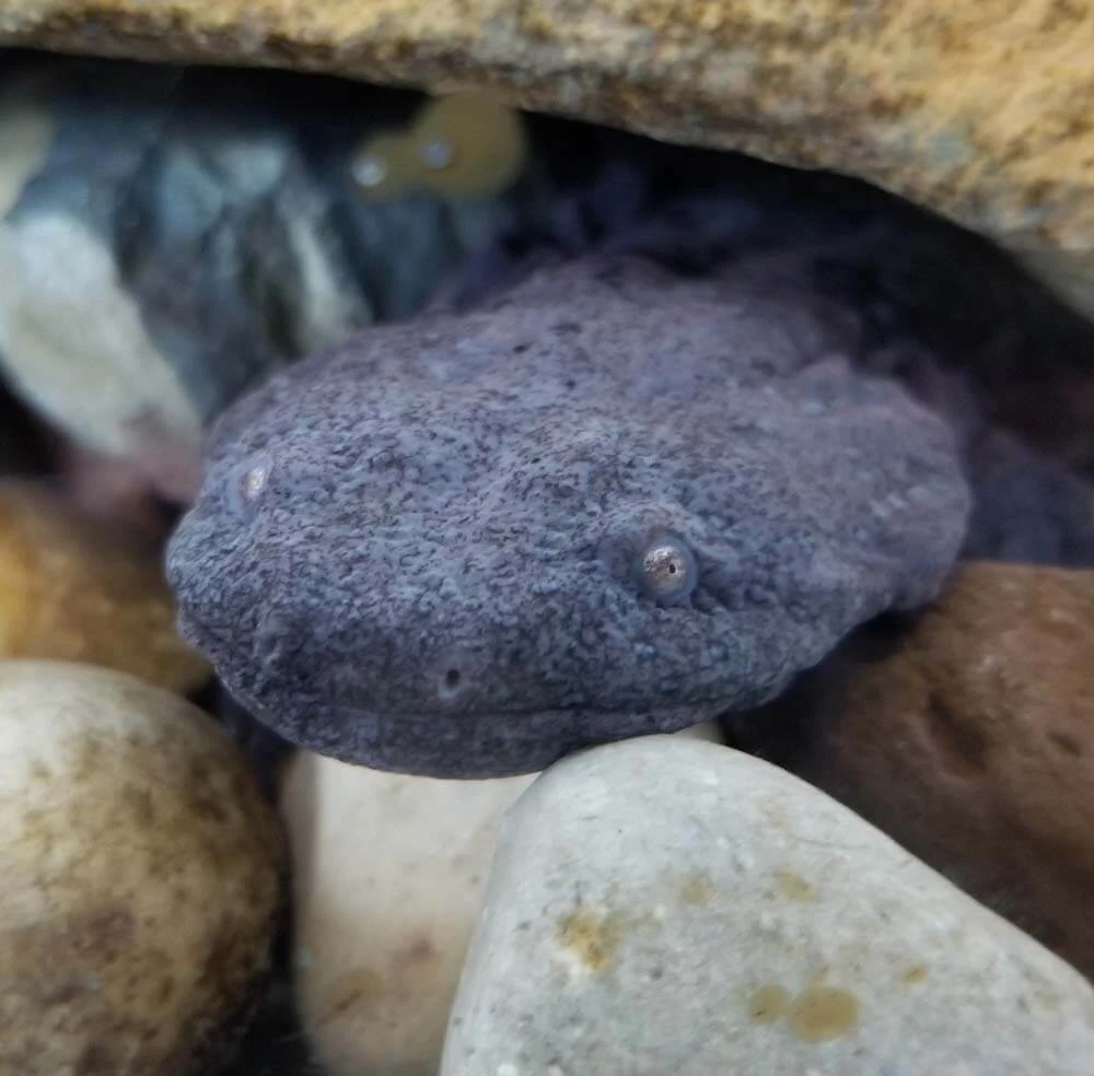 Hellbender | Cards, the Universe and Everything Wiki | Fandom