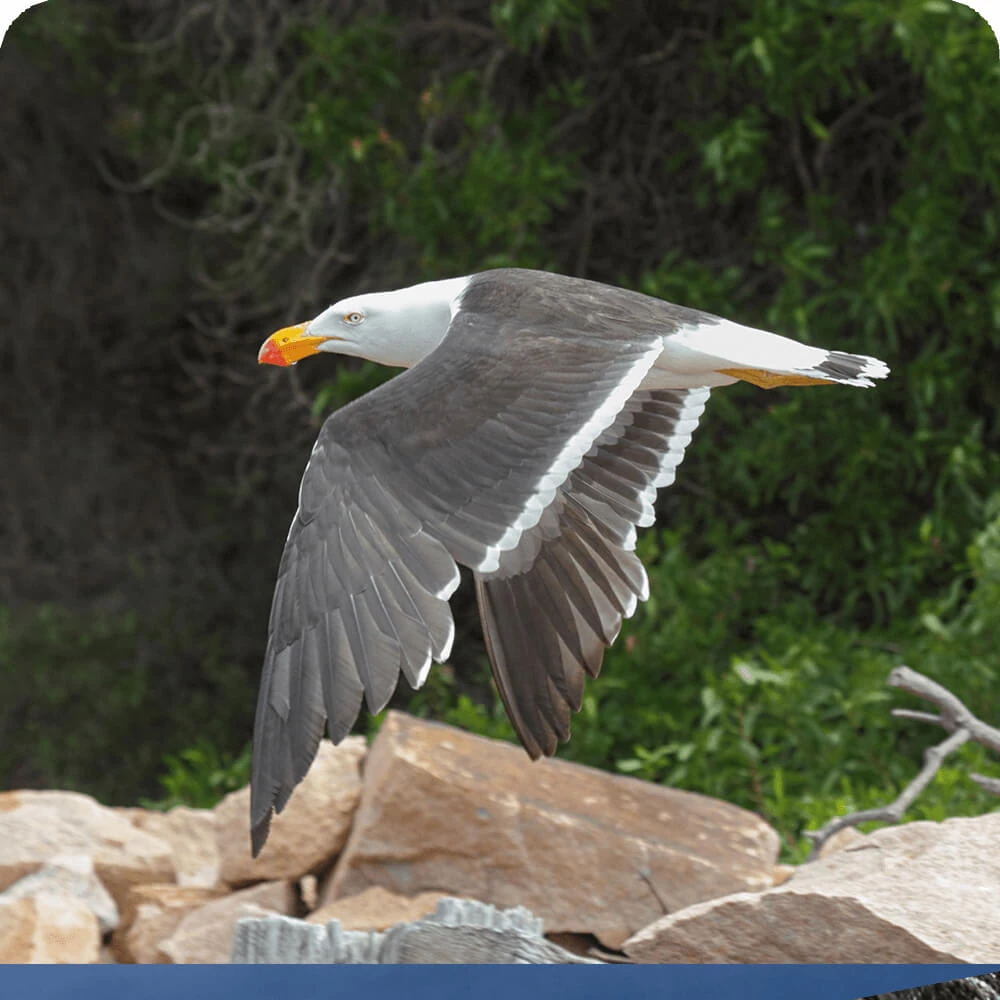 Pacific Gull | Cards, the Universe and Everything Wiki | Fandom