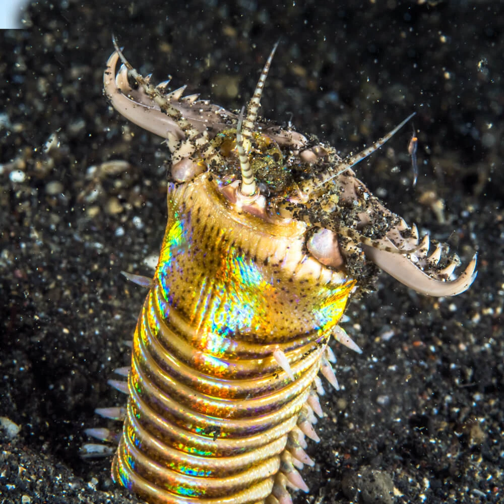 Bobbit Worm | Cards, the Universe and Everything Wiki | Fandom