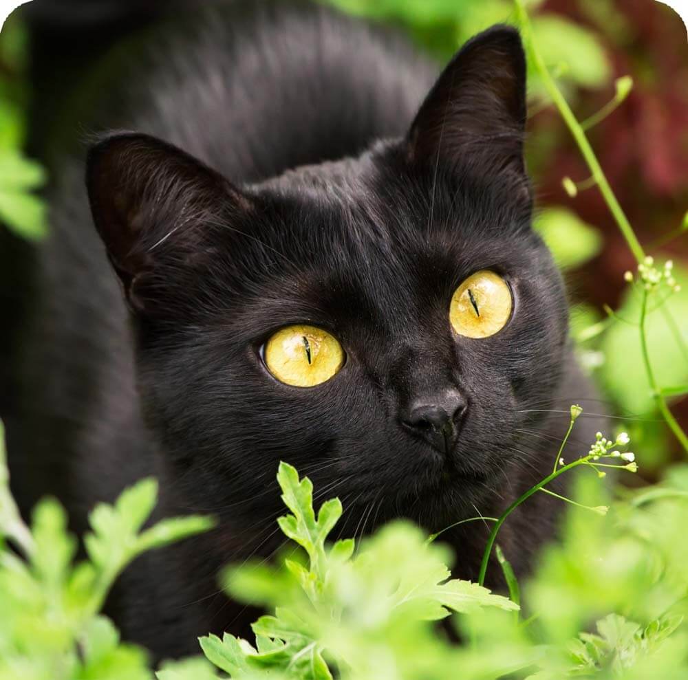 Bombay Cat Cards The Universe And Everything Wiki Fandom