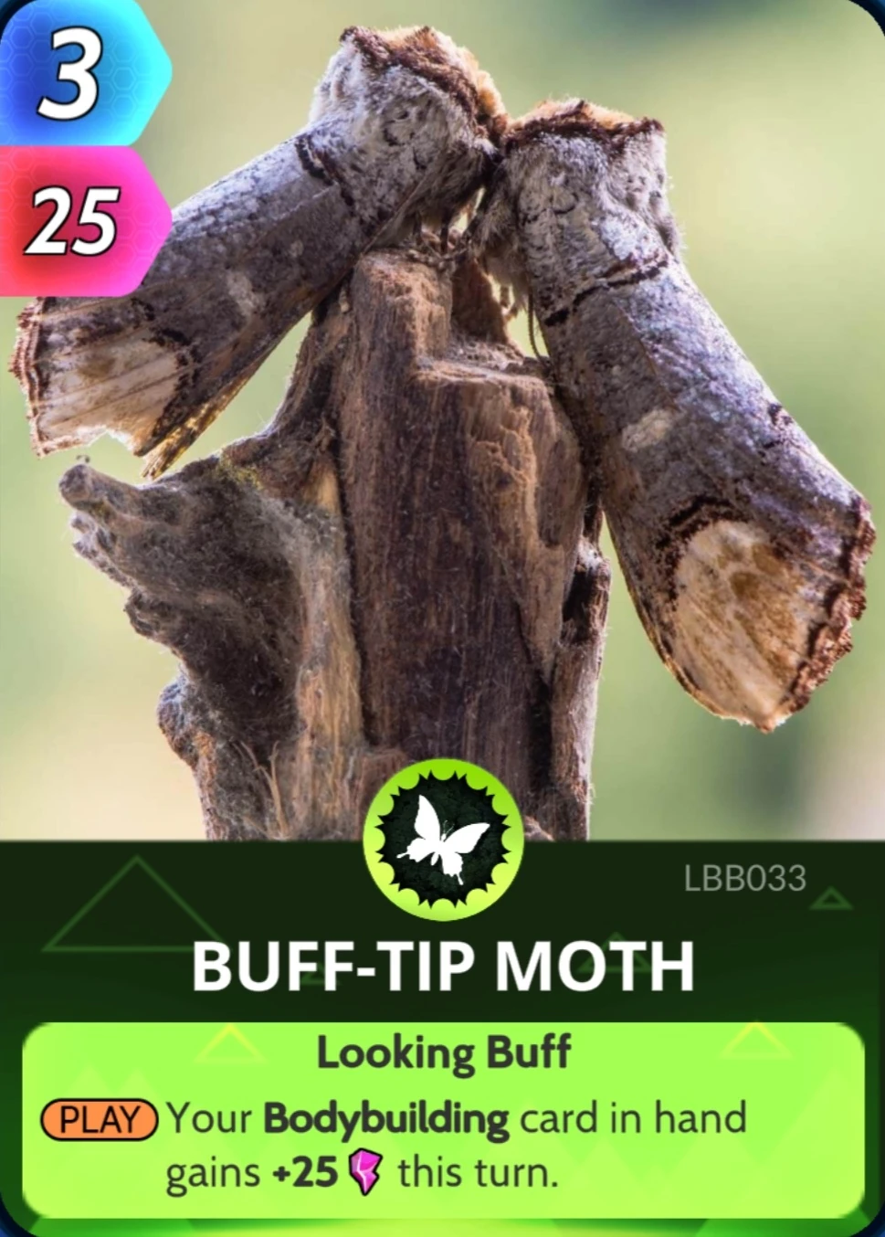Buff-Tip Moth | Cards, the Universe and Everything Wiki | Fandom