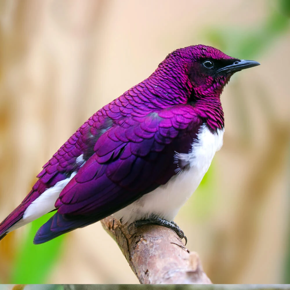 Violet-backed Starling | Cards, the Universe and Everything Wiki | Fandom