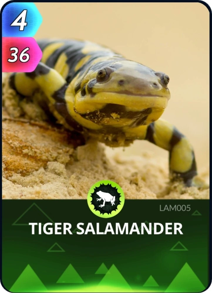 Tiger Salamander | Cards, the Universe and Everything Wiki | Fandom