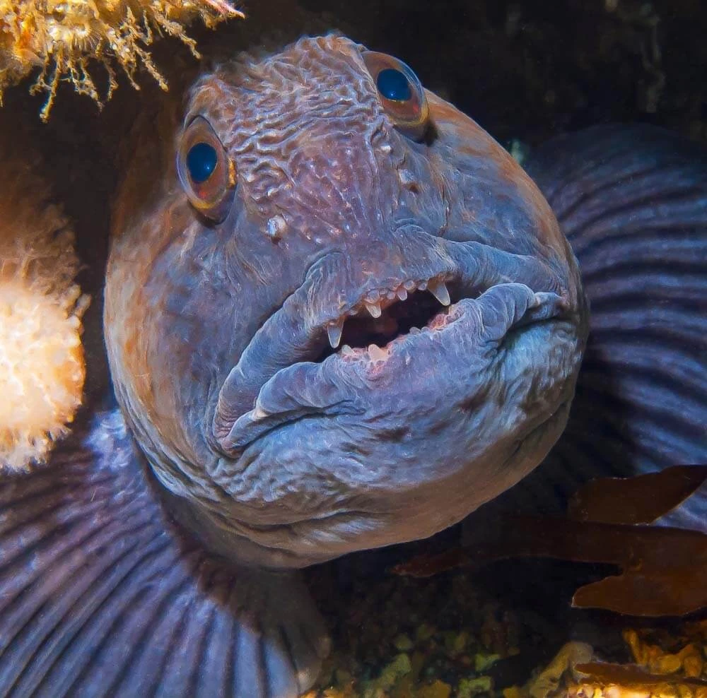 Wolf Eel | Cards, the Universe and Everything Wiki | Fandom