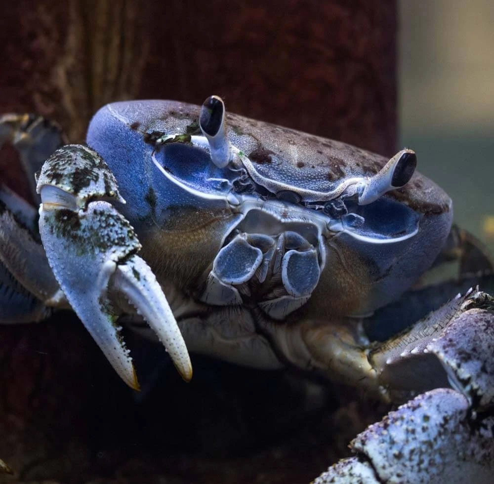 Chesapeake Blue Crab | Cards, the Universe and Everything Wiki | Fandom