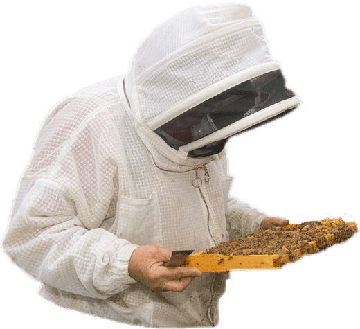 Beekeeper | Career Wiki | Fandom
