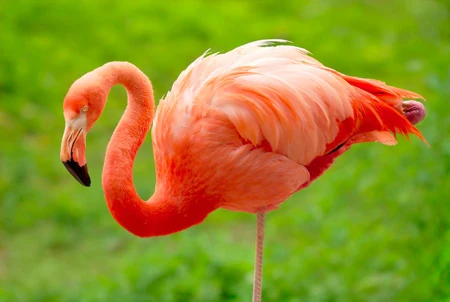 Flamingo | West Indies Wiki | Fandom