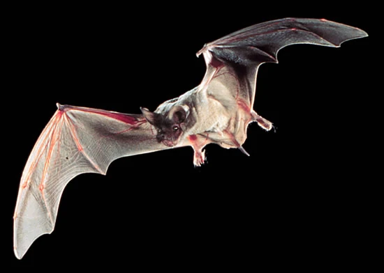 Mexican Free-tailed Bat | Carlsbad Caverns Wiki | Fandom
