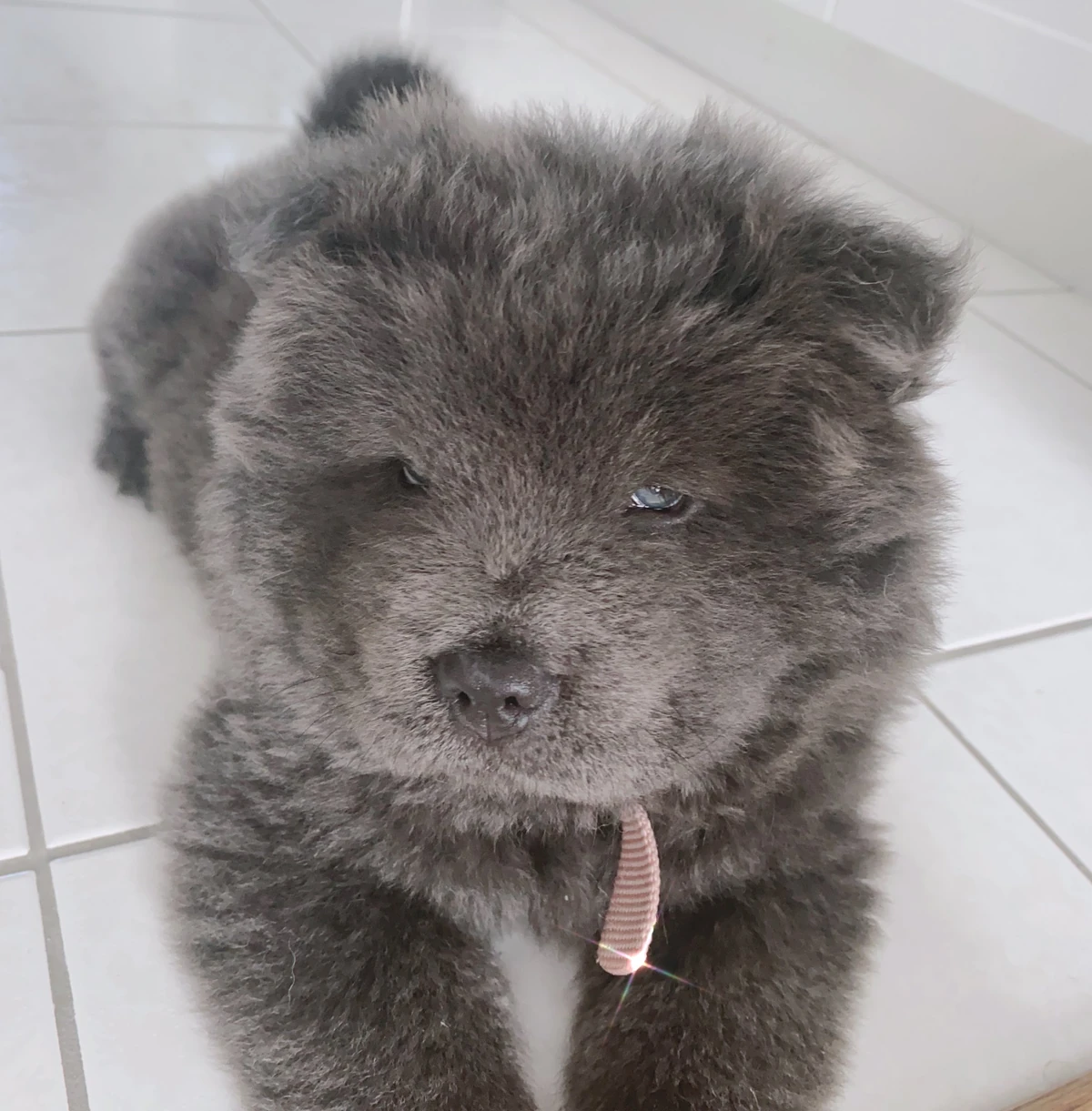 Lila/Gallery | Carmen King Wiki | Fandom