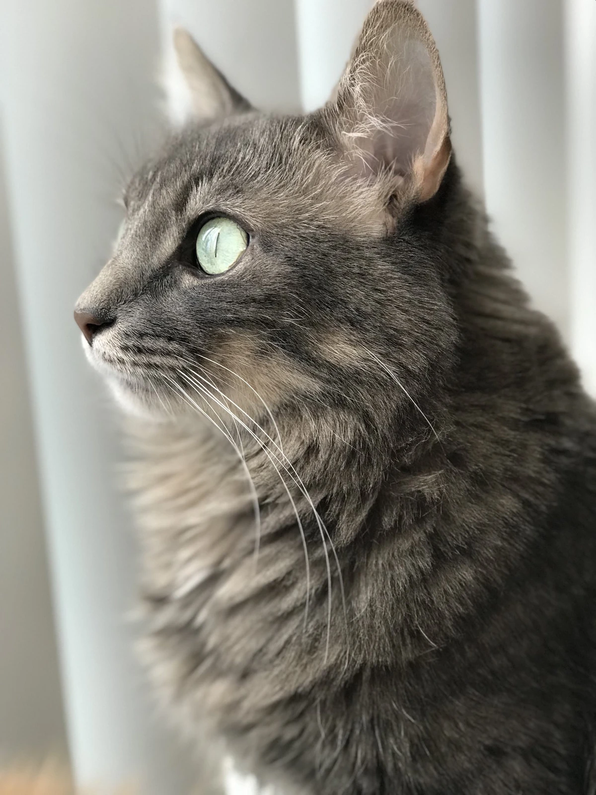 Ollie | Carmen King Wiki | Fandom