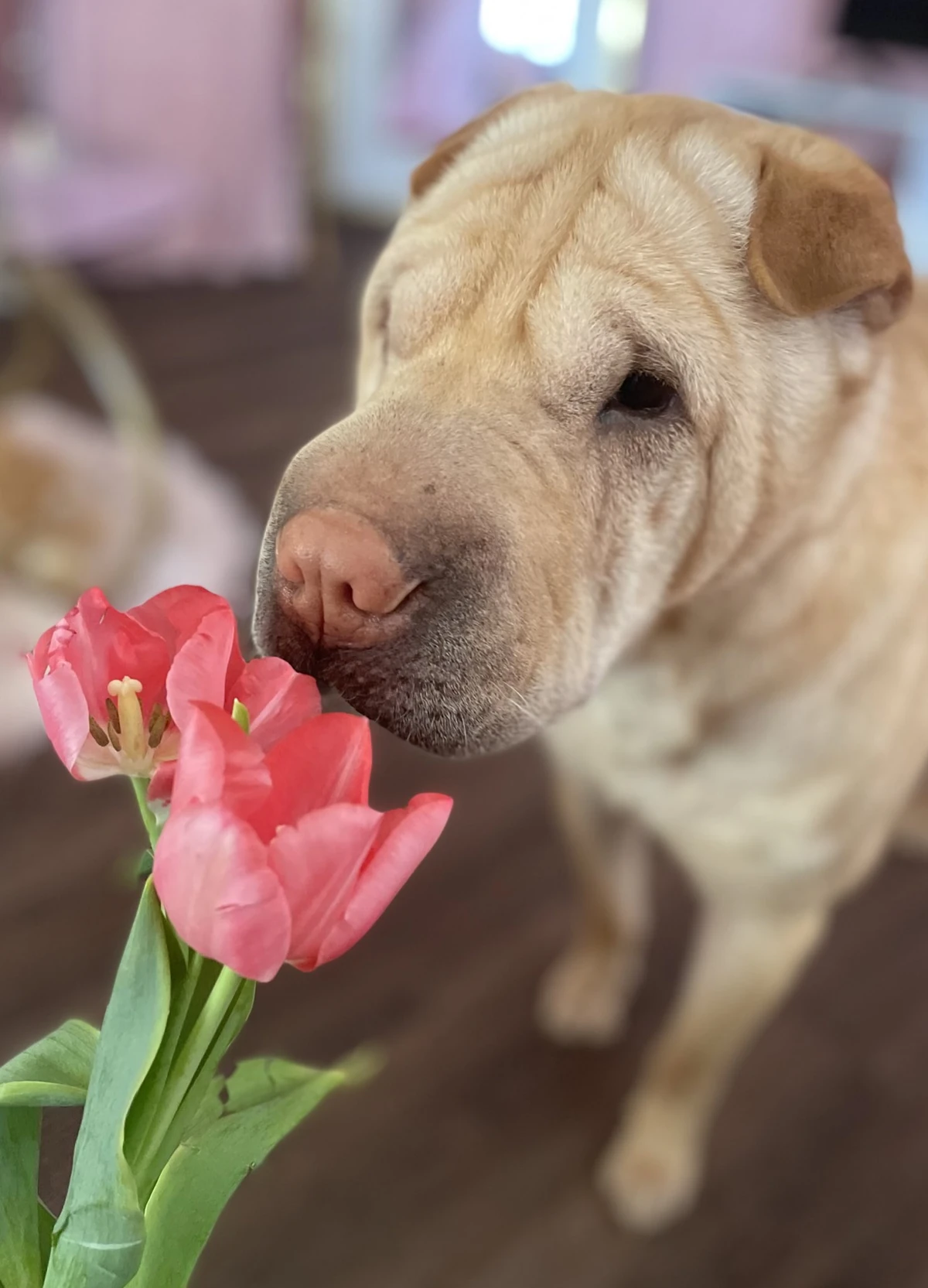 Franklin/Gallery | Carmen King Wiki | Fandom